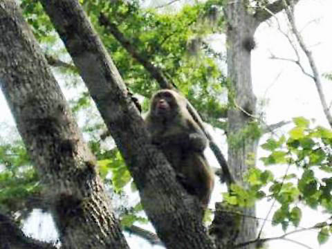 Paddling Silver River, Silver Springs State Park, FL. E-Z Map. Photos.