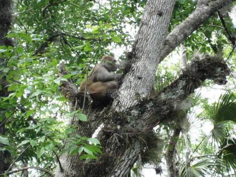 Paddling Silver River, Silver Springs State Park, FL. E-Z Map. Photos.