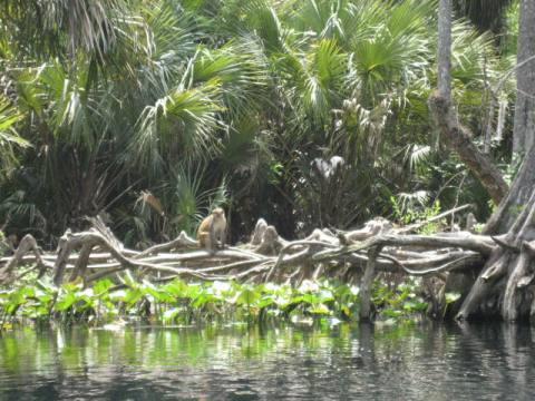 Paddling Silver River, Silver Springs State Park, FL. E-Z Map. Photos.