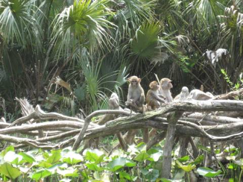 Paddling Silver River, Silver Springs State Park, FL. E-Z Map. Photos.